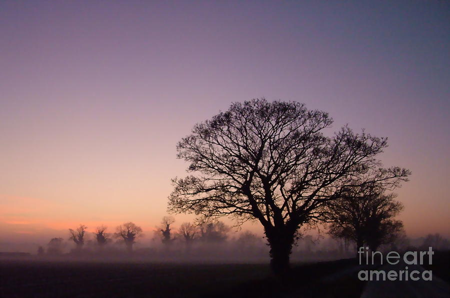Trees in the Mist Photograph by Doug Thwaites - Fine Art America