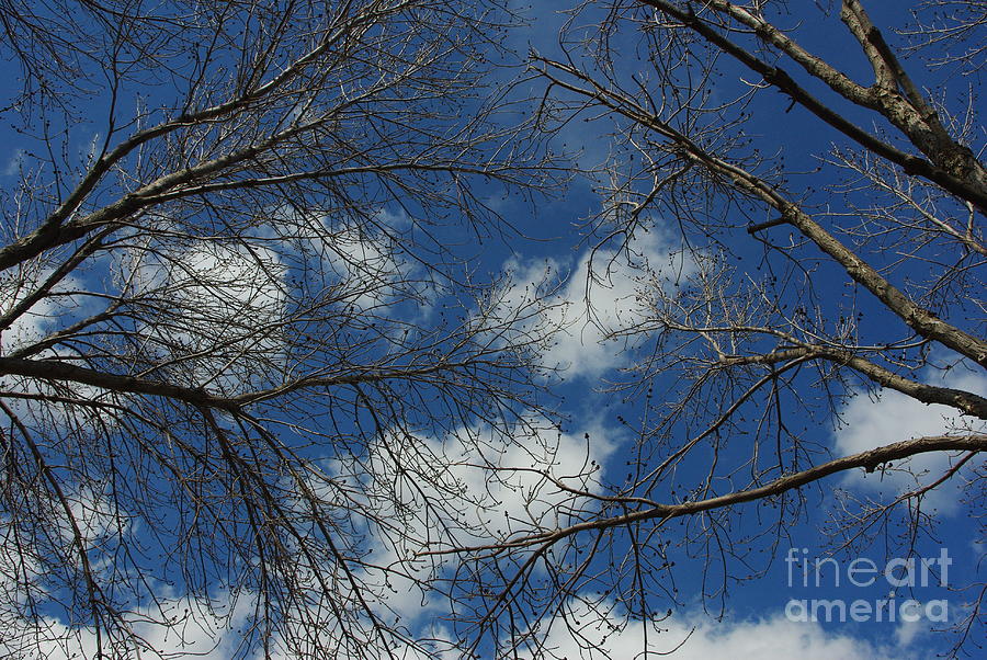Trees in the Spring with clouds Photograph by Alice Markham - Fine Art ...