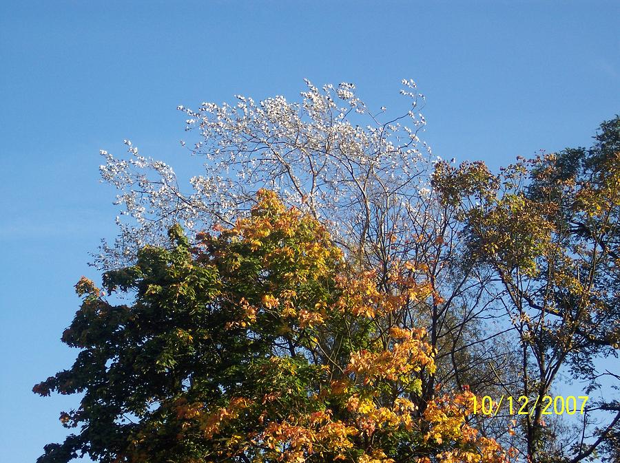 Tri-coloured Tree Photograph by Iris Devadason - Pixels