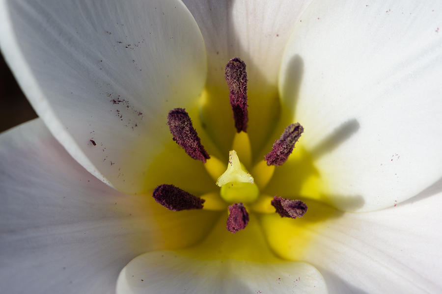 Triangular Shaped Tulip Photograph by Steve Samples - Fine Art America
