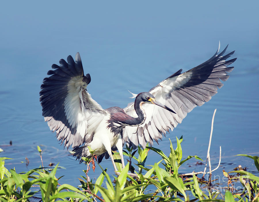 Tricolored Heron landing Photograph by Svetlana Foote - Fine Art America