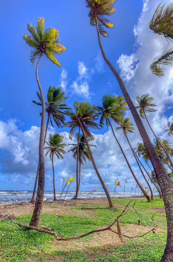 Tropical Breeze Photograph by Nadia Sanowar - Pixels