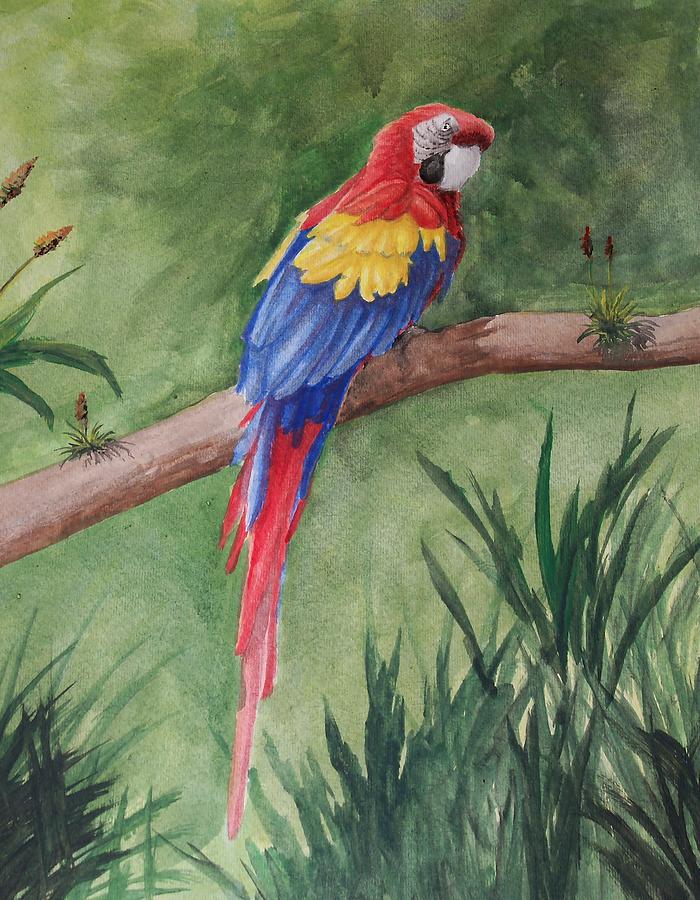 Tropical Scarlett Macaw Painting by William Patterson - Fine Art America