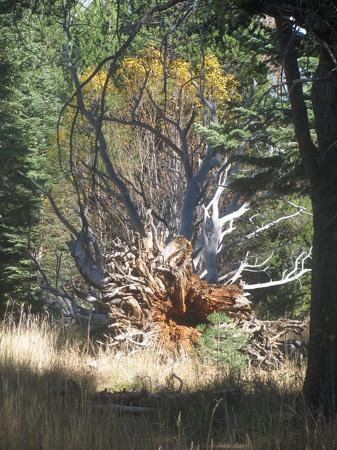 True Roots Photograph by Rhonda Gutierrez - Fine Art America