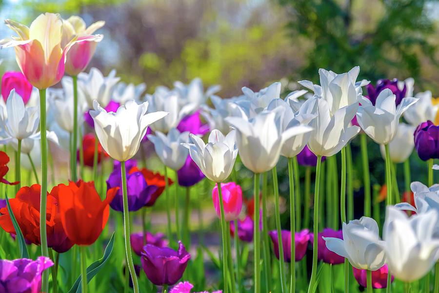 Tulip Dance in the Sunlight Photograph by Robin Trebilcock - Fine Art ...