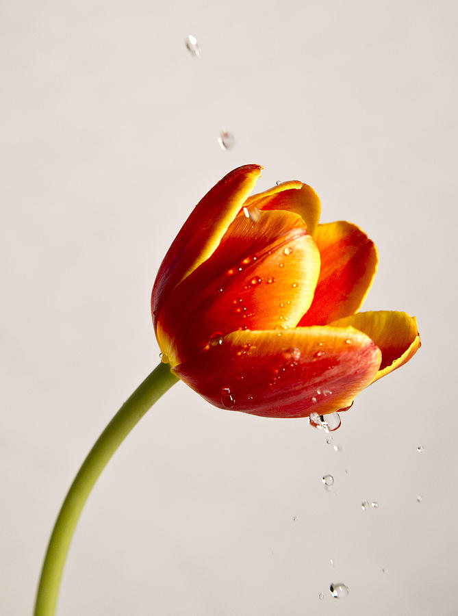Tulip Drops Photograph by Rhonda Royse - Fine Art America