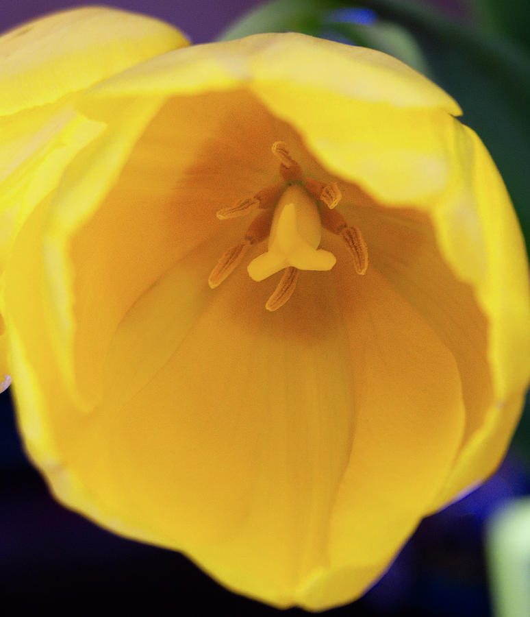 Tulip Flower Art Photograph by Michael Horning - Fine Art America