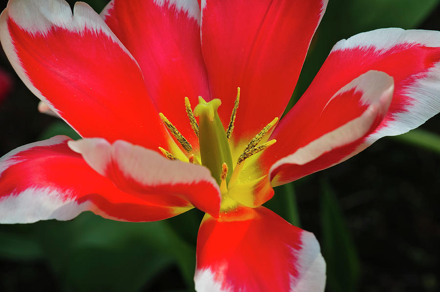 Tulip in Canadian colours Photograph by Christine Kapler - Fine Art America