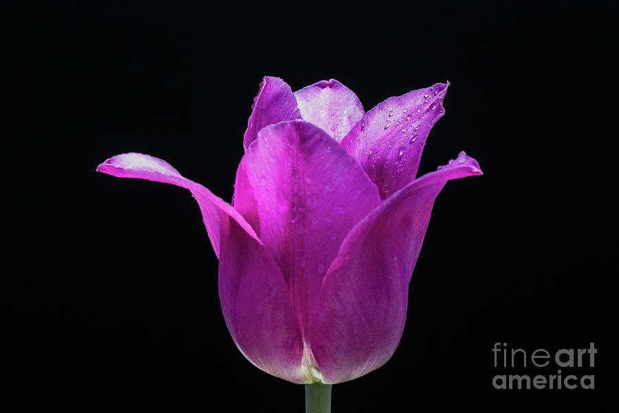 Tulip Profile 5 Photograph by Robert Alsop - Fine Art America