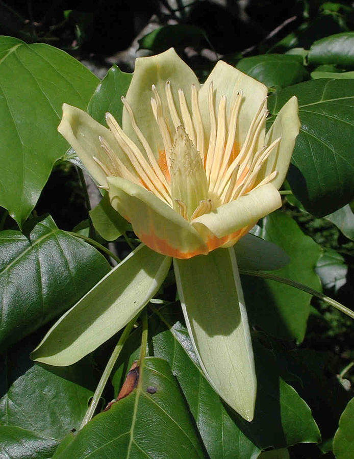 Tulip Tree Flower Photograph By Matt Cormons Fine Art America
