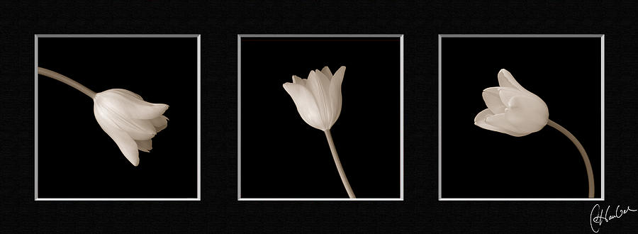 Tulip Triptych on Black Photograph by Christine Hauber - Fine Art America