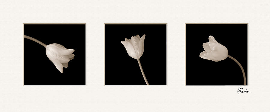 Tulip Triptych on White Photograph by Christine Hauber - Fine Art America