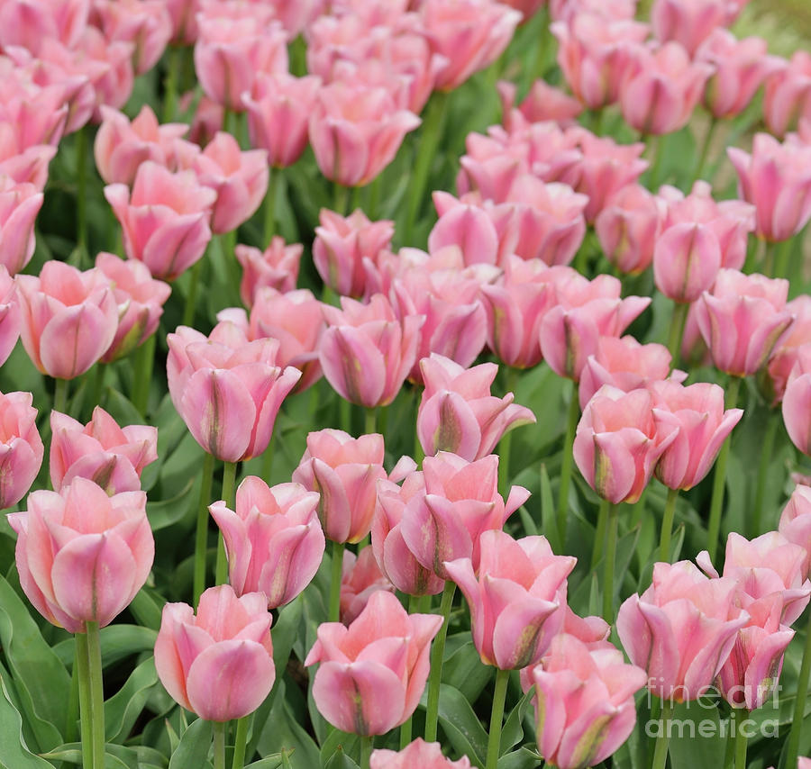 Tulips Photograph by Svetlana Foote - Fine Art America
