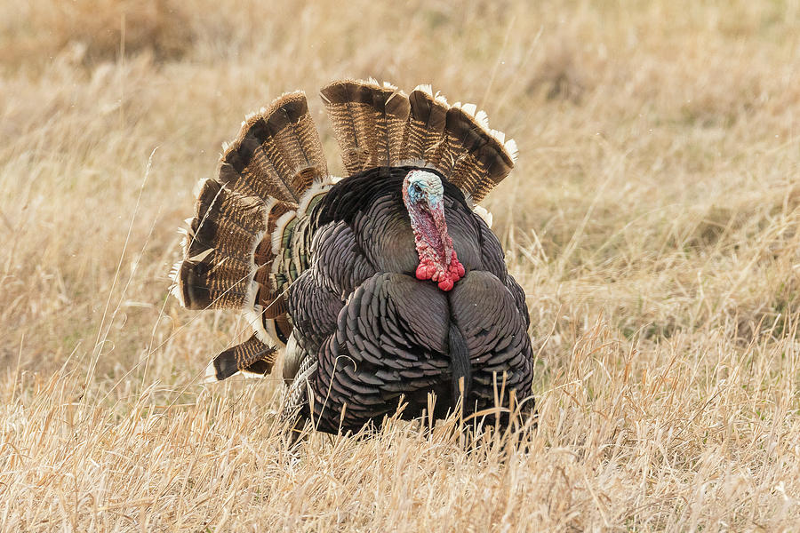 Turkey Tom Showcases His Plumage Photograph by Tony Hake - Fine Art America