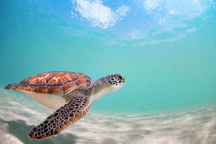 Turtle Motion Photograph by Andrew Eales - Fine Art America