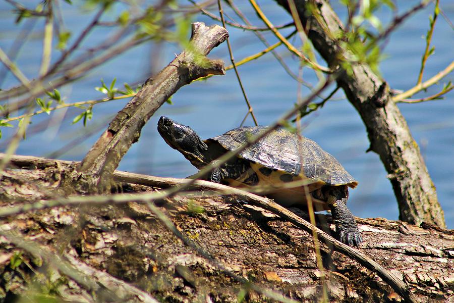 Turtle on a Log Photograph by Andrew Davis - Fine Art America