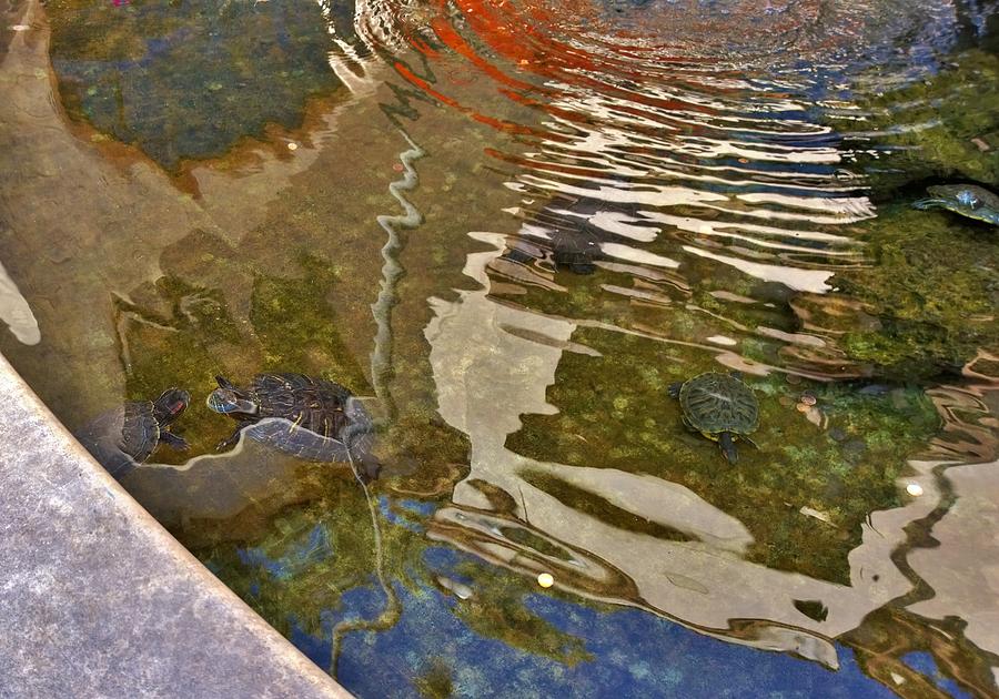 Clearly Its Talented Turtlripple Design Display Photograph by Darla J ...