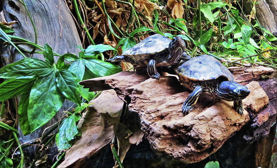 Turtles Photograph by Roger Epps - Fine Art America