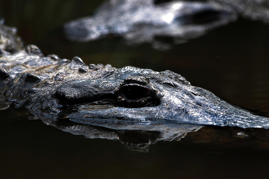 Two American Alligators Photograph by Miroslava Jurcik - Fine Art America