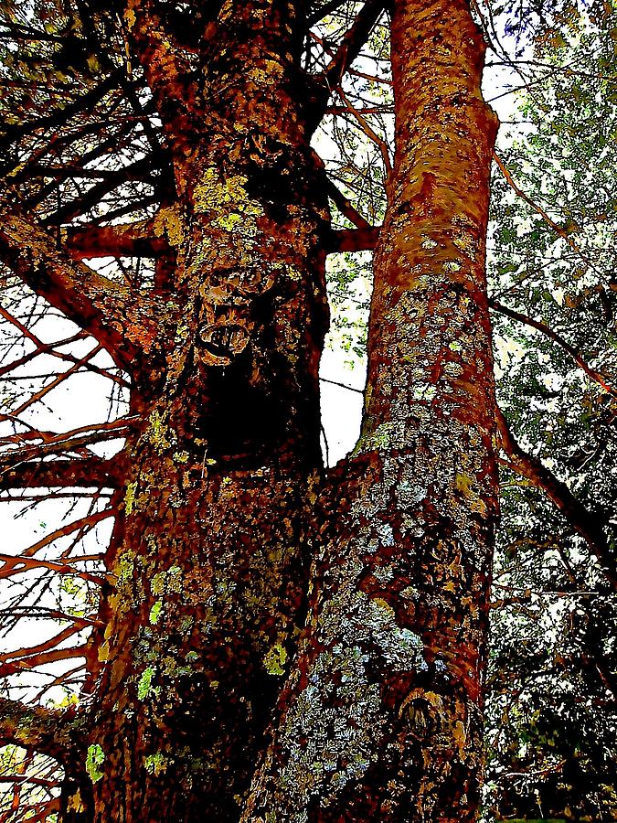 Two By Two Photograph By Elizabeth Tillar Fine Art America