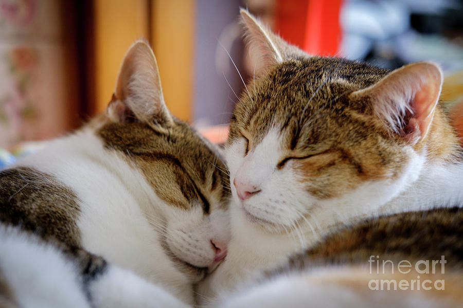 Two cats Photograph by Paul Chambers - Fine Art America