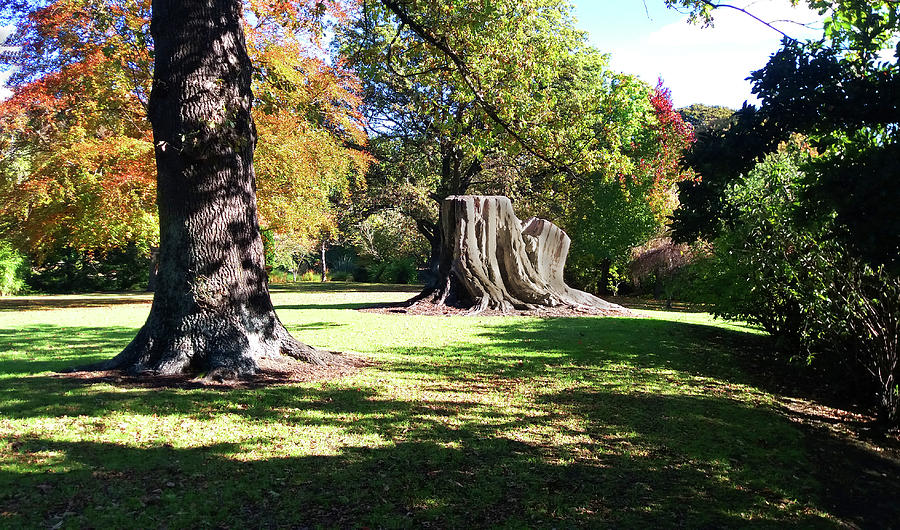 Two Tree Trunks Photograph by Nareeta Martin - Fine Art America