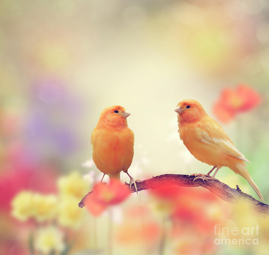 Two Yellow Birds Photograph by Svetlana Foote - Fine Art America