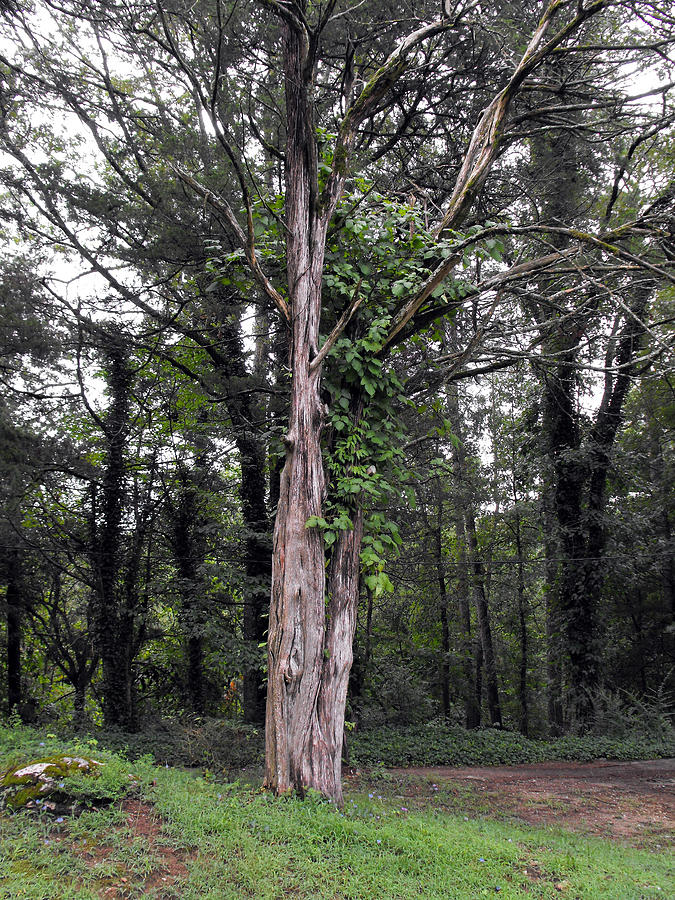 Unique Tree Photograph by Eva Thomas - Fine Art America