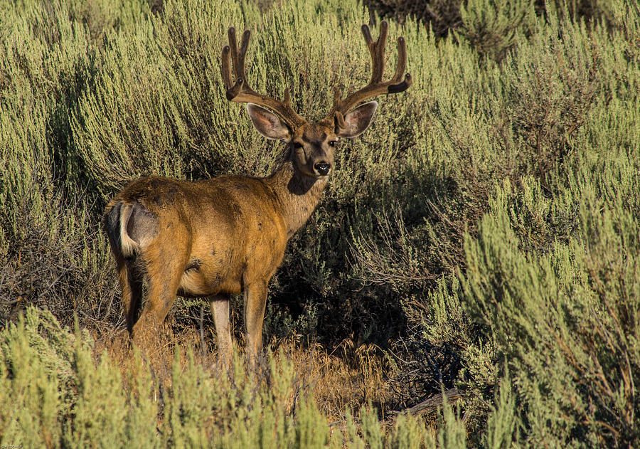 Velvet Antlers Photograph by David Daily - Fine Art America