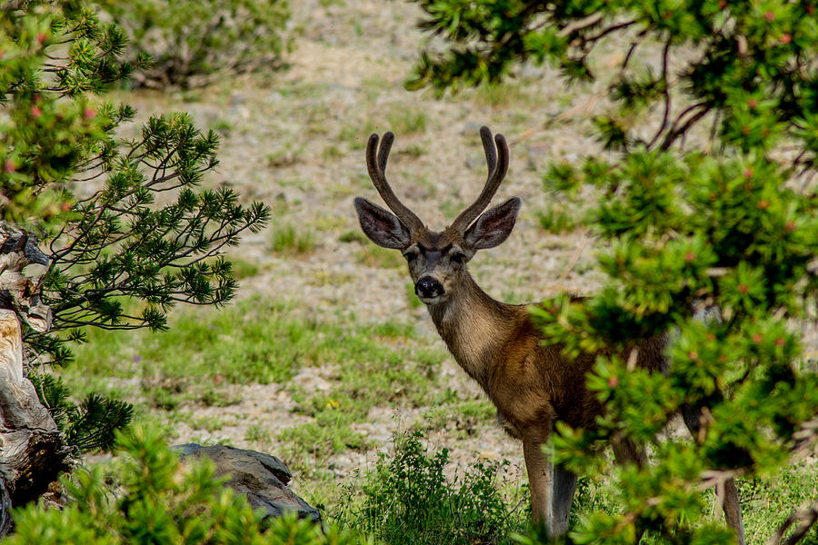 Velvet Antlers Photograph by Tyler Marks - Pixels