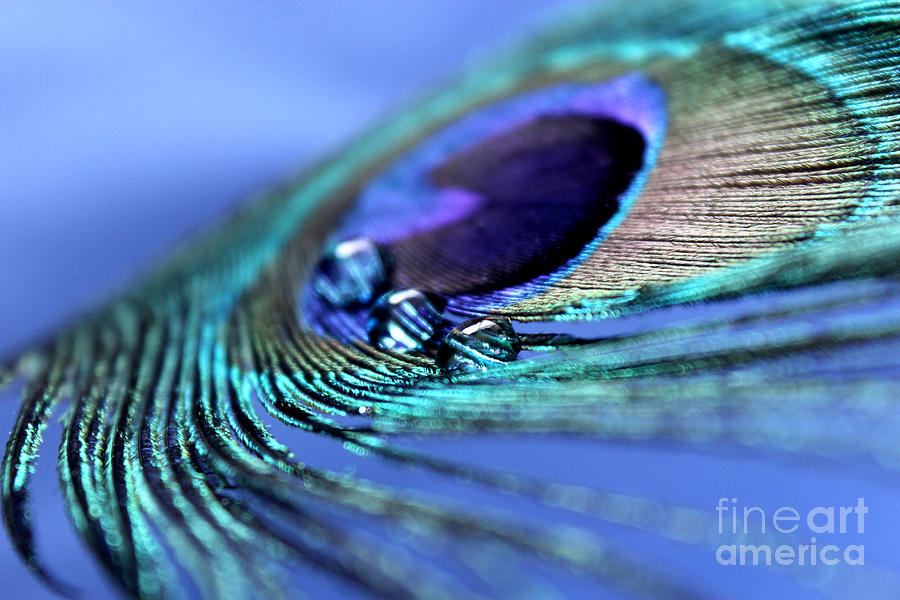 Visualize Your Dream Photograph By Krissy Katsimbras Pixels