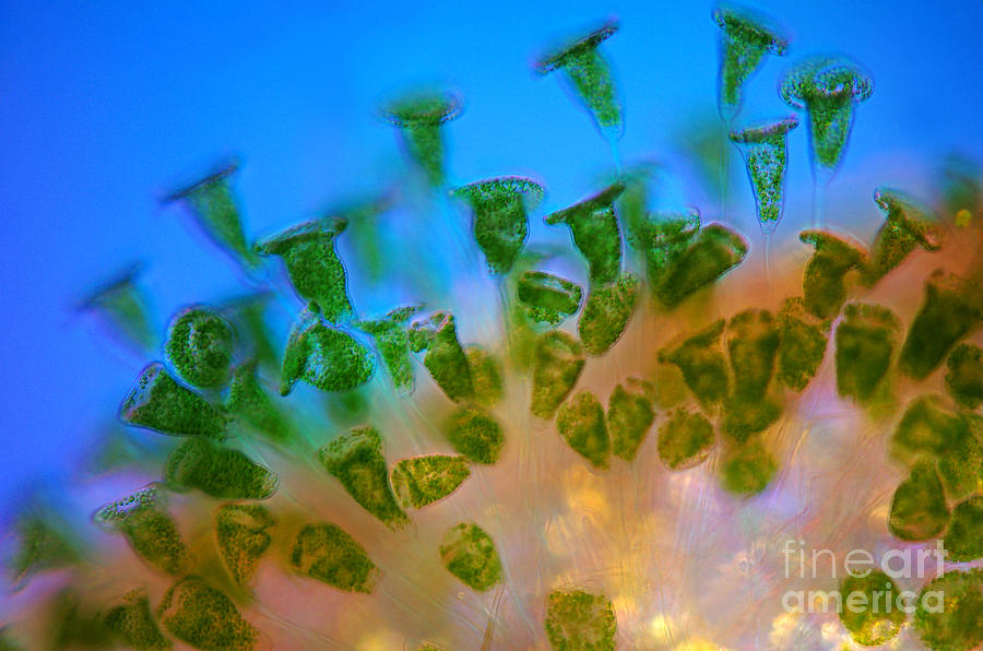 Vorticella Sp. Protozoan Colony, Lm Photograph by Marek Mis Vorticella Sp. Protozoan Colony, Lm Photograph by Marek Mis