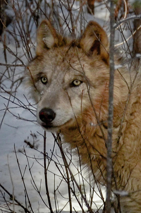 Waiting Photograph by Carla Hamilton - Fine Art America