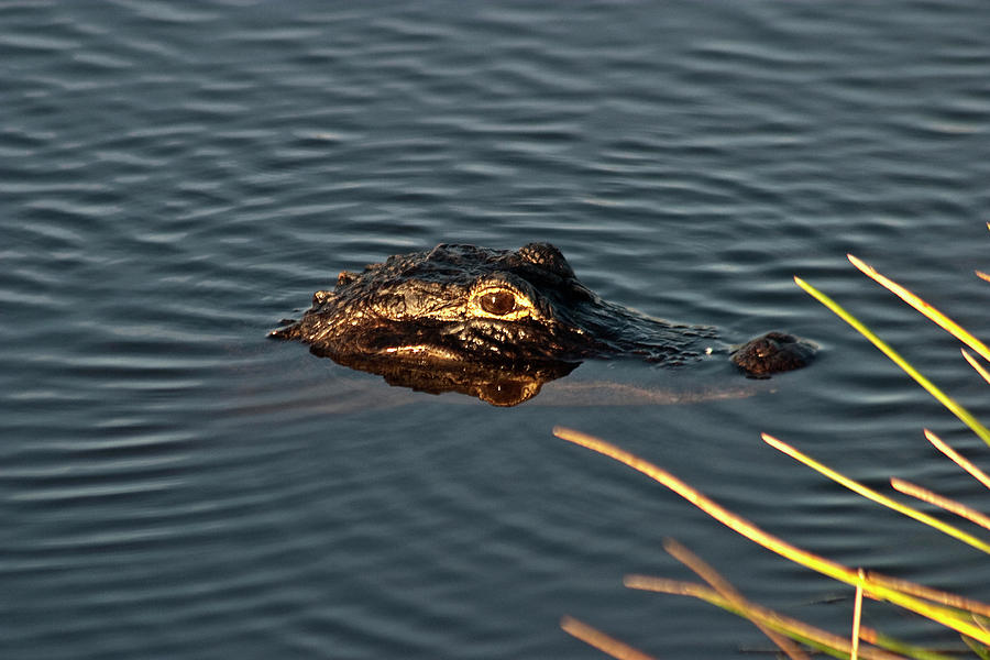 Waiting Photograph by Rodney Cammauf - Fine Art America