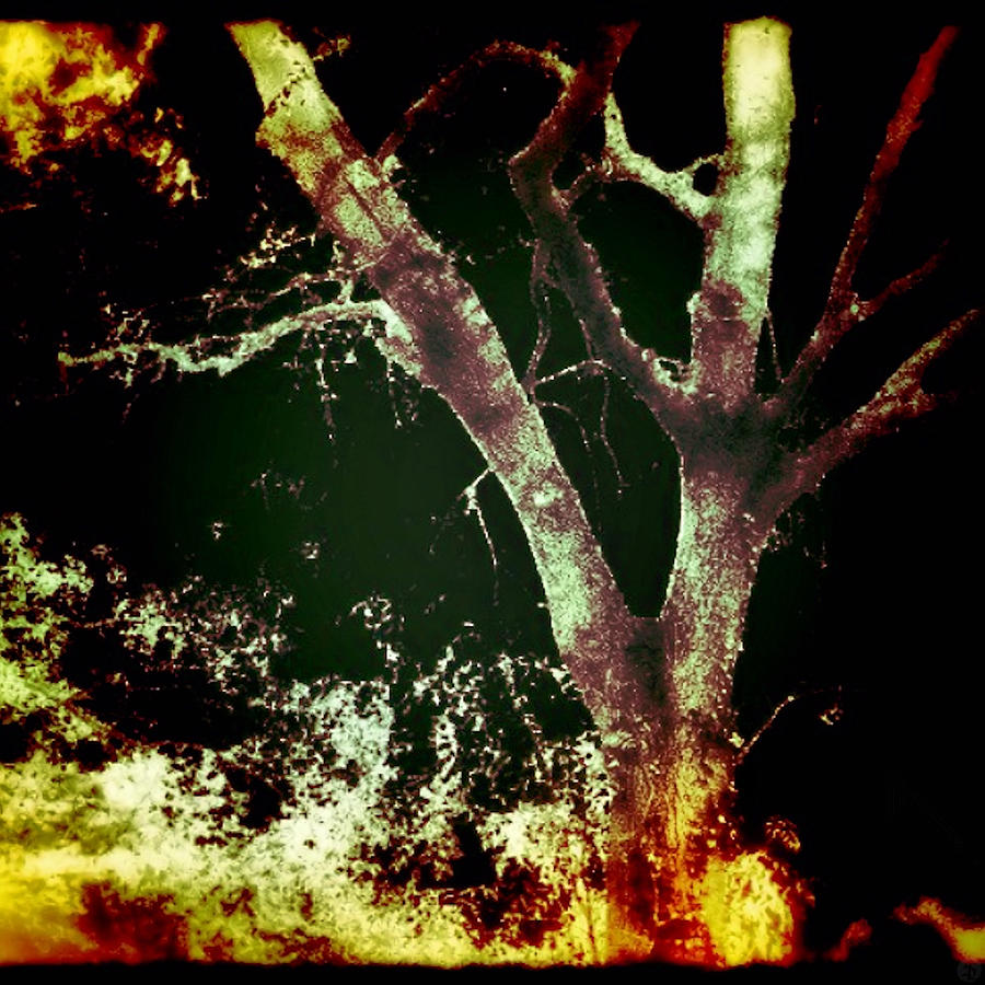 Waiting tree Photograph by Sandra Lock - Fine Art America