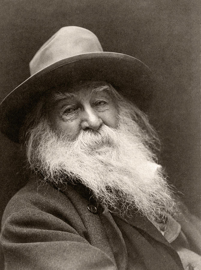 Walt Whitman, 1819-1892. American Poet Drawing by Vintage Design Pics ...