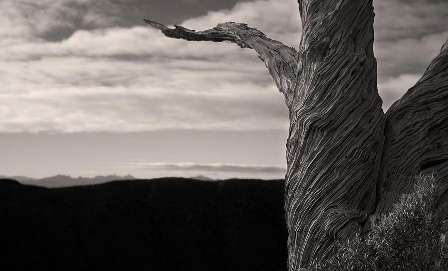 Weathered Texture Photograph by Peter Prue - Fine Art America