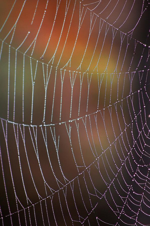 Web Patterns In Sienna Photograph by Tiffany Clapp - Fine Art America