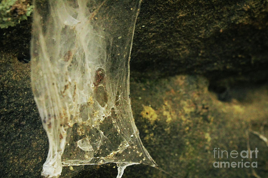 Webbed Photograph by Elaine Nadon - Pixels
