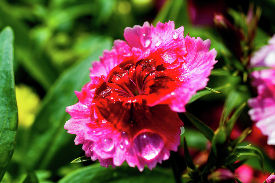 Weeping Flower Photograph by Glenn Smith - Pixels