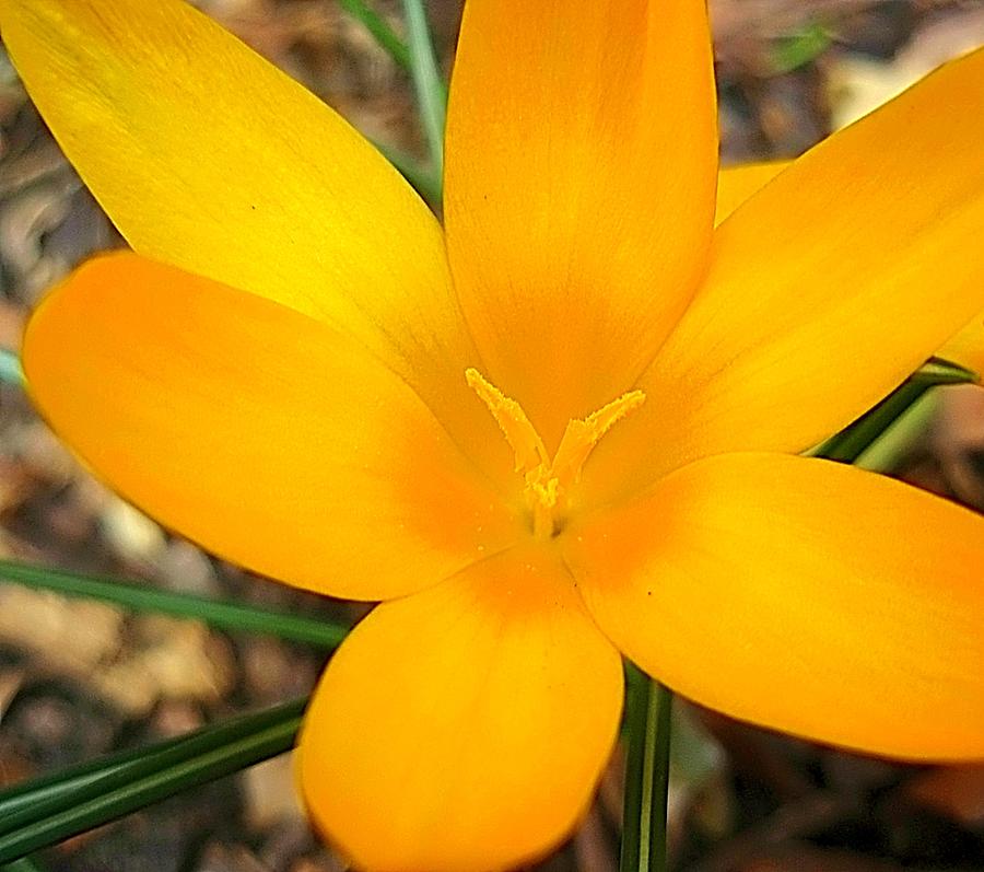 Welcoming Spring Photograph by Beth Akerman - Fine Art America