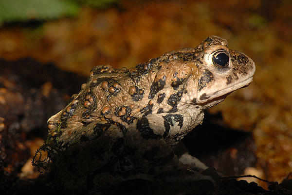 Western Toad Photograph by Dennis Hammer - Fine Art America