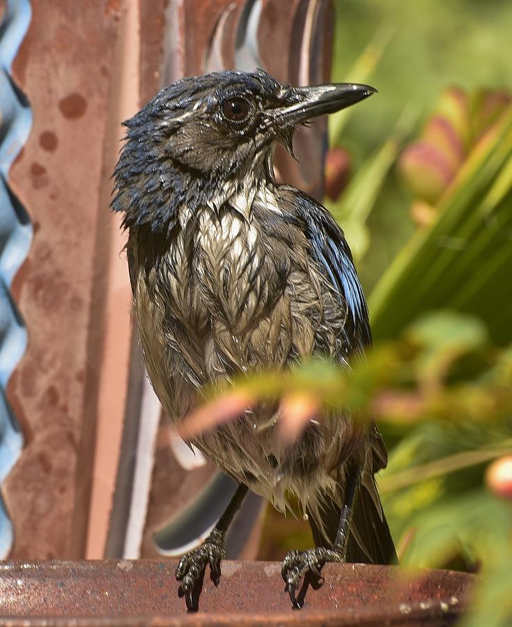 Wet Jay Photograph By Linda Brody Fine Art America