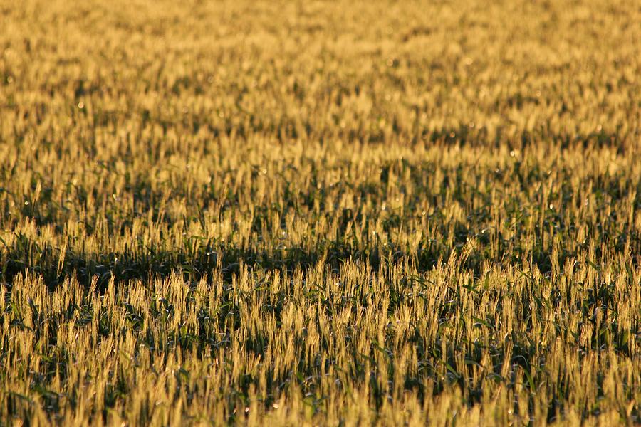 Wheat Beards Photograph by Peter Bouman | Pixels