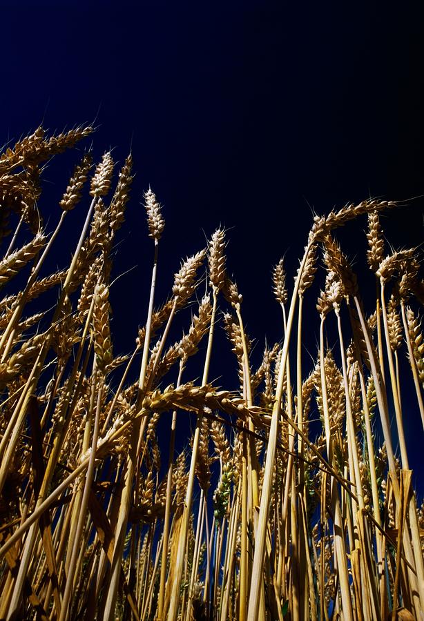 Wheat Photograph by The Irish Image Collection - Fine Art America