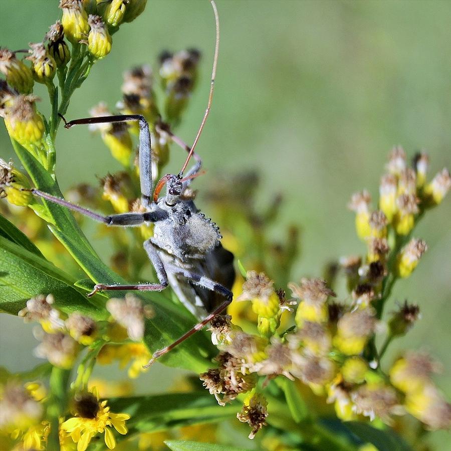 Wheel Bug Photograph by Christopher Trahan - Fine Art America
