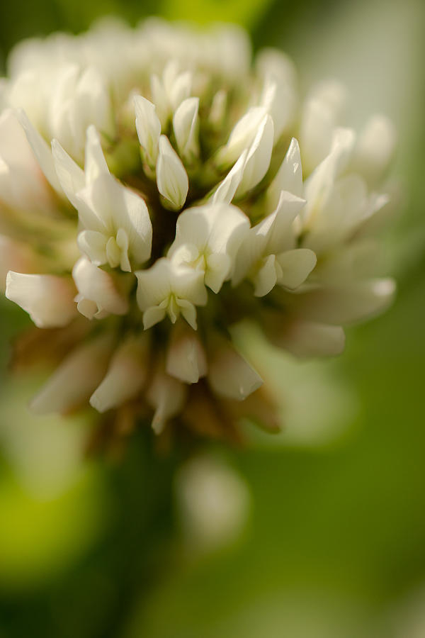 White Clower Photograph by Peteris Vaivars - Fine Art America