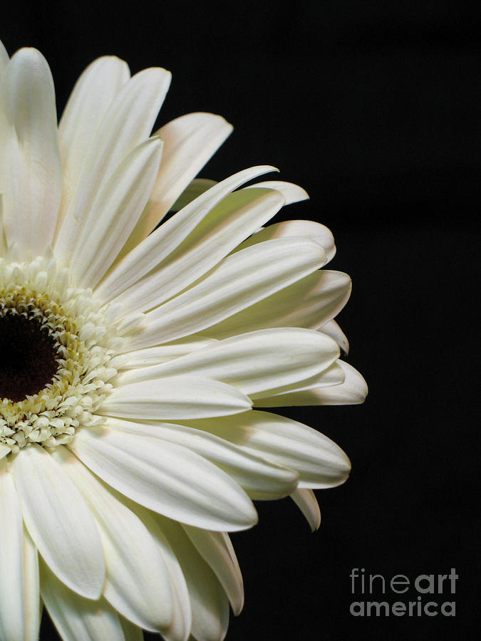 White Gerber Daisy Photograph by James Reininger - Fine Art America