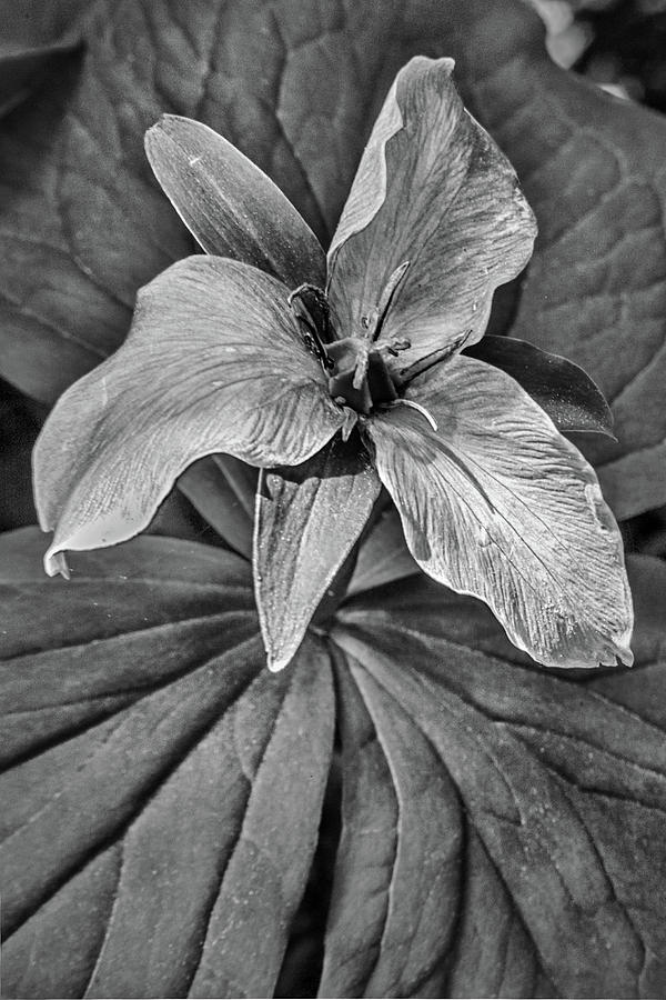 White Orchid Photograph by Geoffrey Ferguson | Fine Art America