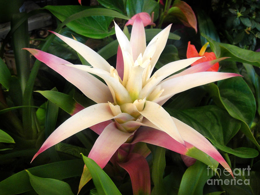 White-pink bromeliad plant 2 Photograph by Sofia Goldberg | Fine Art ...